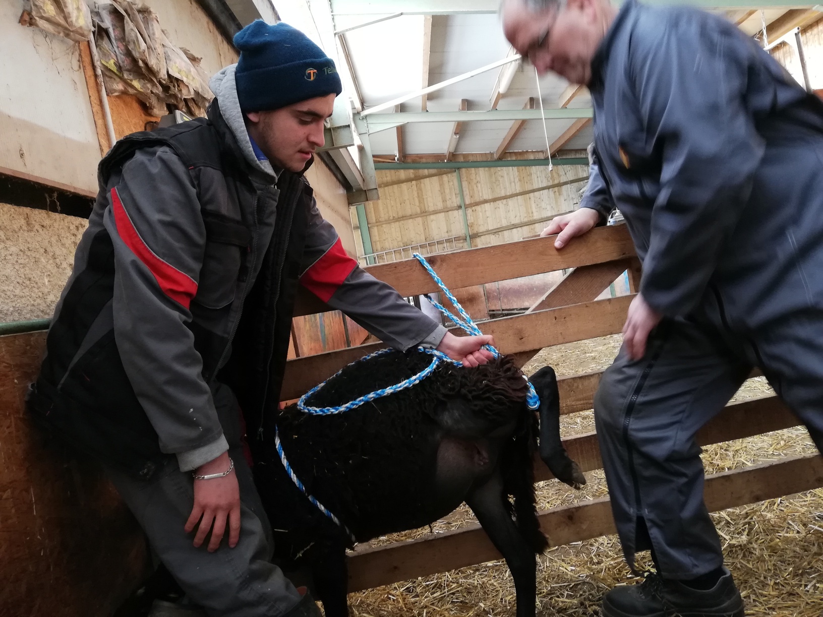 Apprendre à manipuler les ovins avec la MSA - ISVT La Salle – Le Puy-en ...